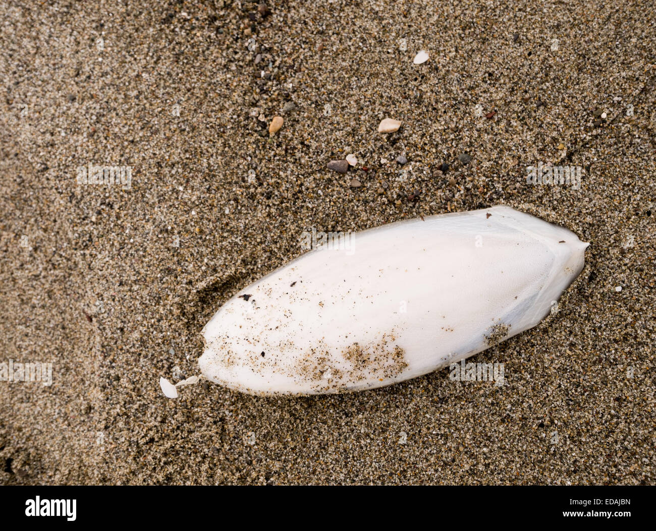 Cuttlefish bone ON beach Stock Photo - Alamy