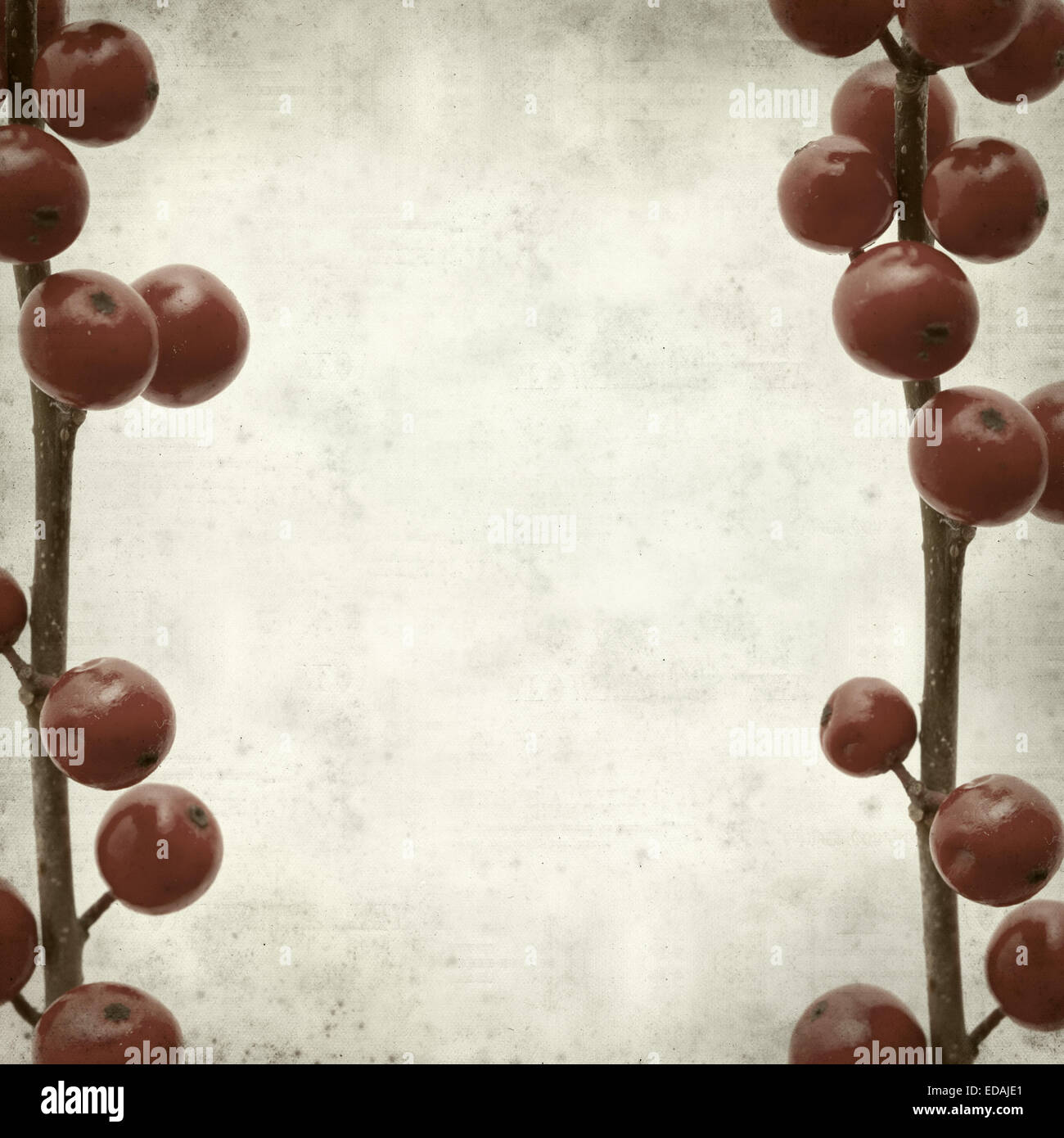 textured old paper background with winterberry Stock Photo - Alamy