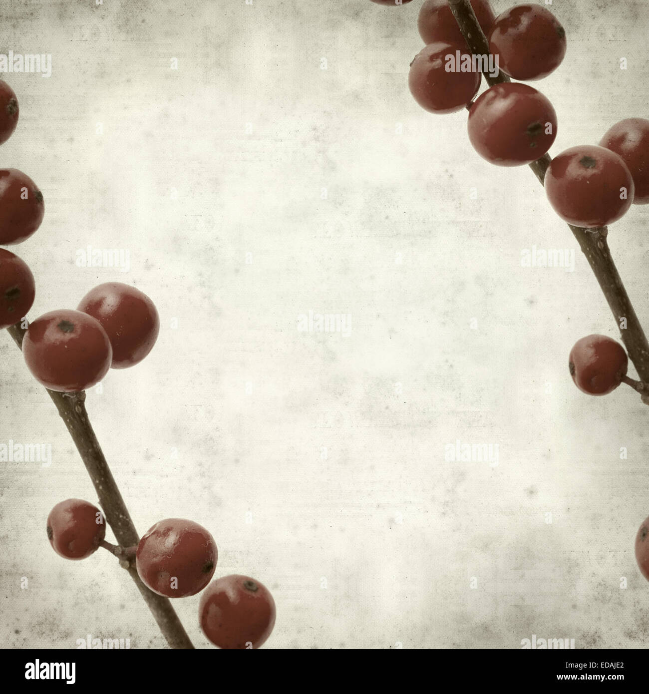 textured old paper background with winterberry Stock Photo - Alamy