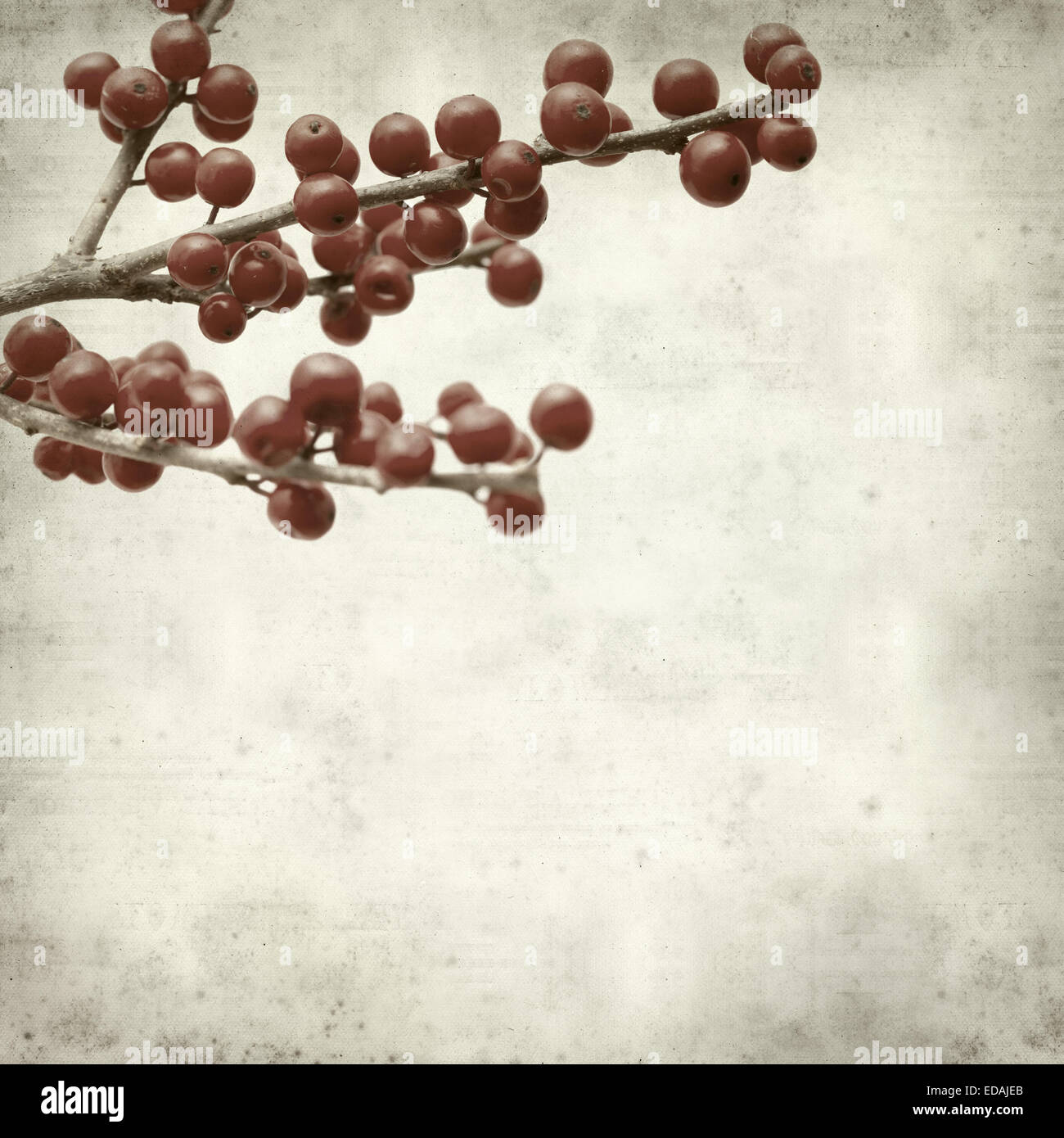 textured old paper background with winterberry Stock Photo - Alamy