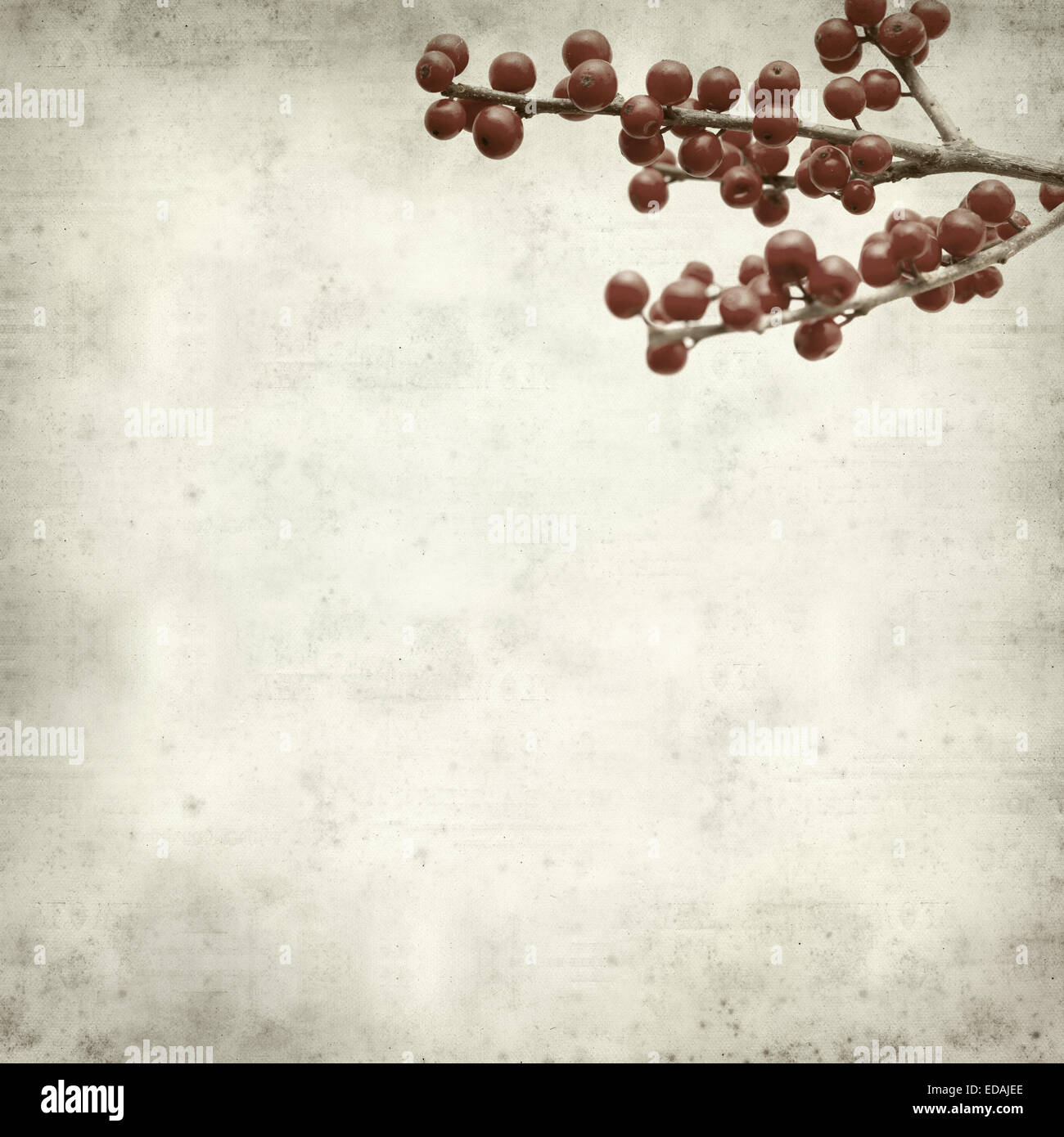 textured old paper background with winterberry Stock Photo - Alamy
