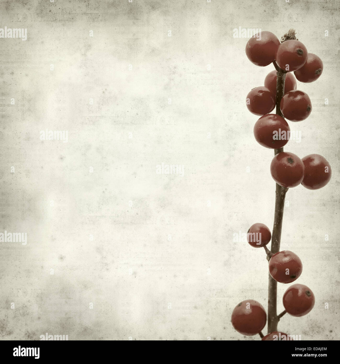 textured old paper background with winterberry Stock Photo - Alamy