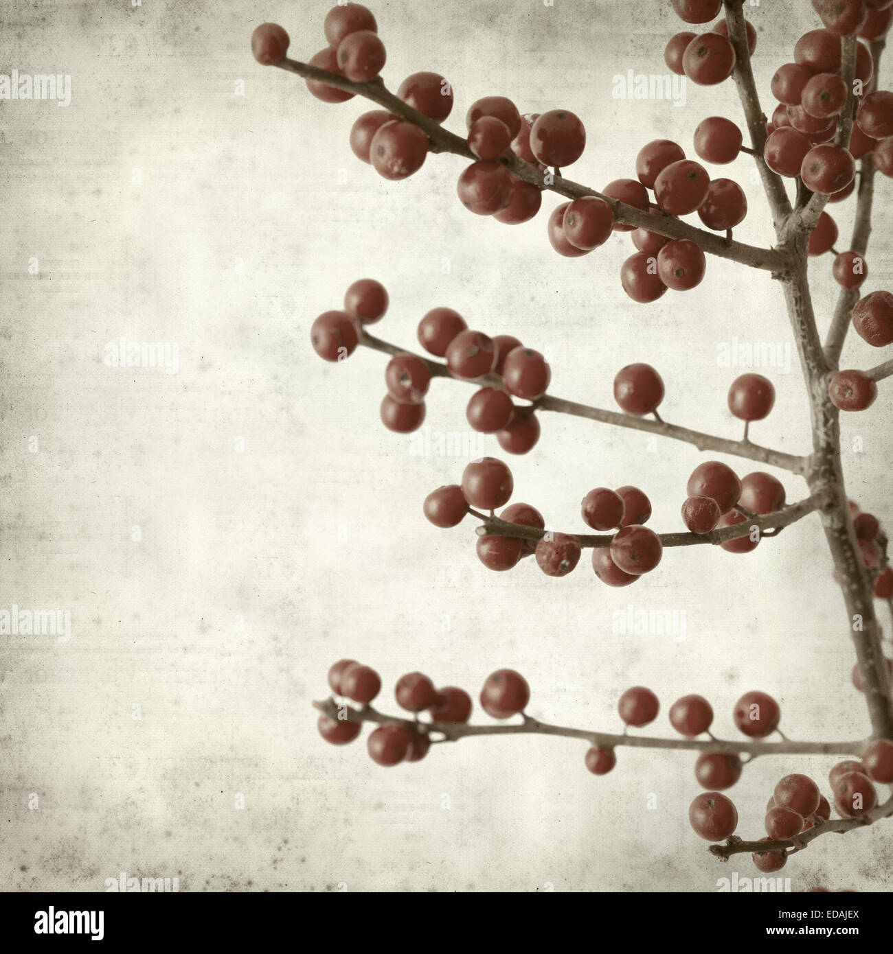 textured old paper background with winterberry Stock Photo - Alamy