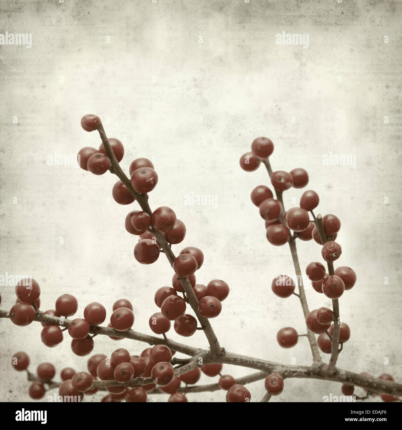 textured old paper background with winterberry Stock Photo - Alamy