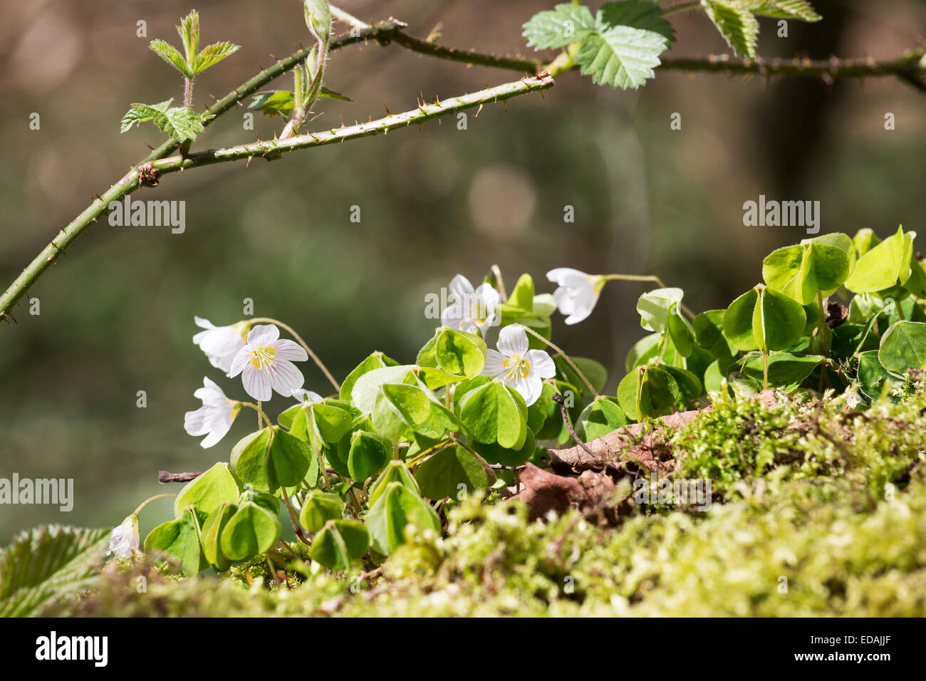 Wild wood sorrell on the forest floor Stock Photo - Alamy
