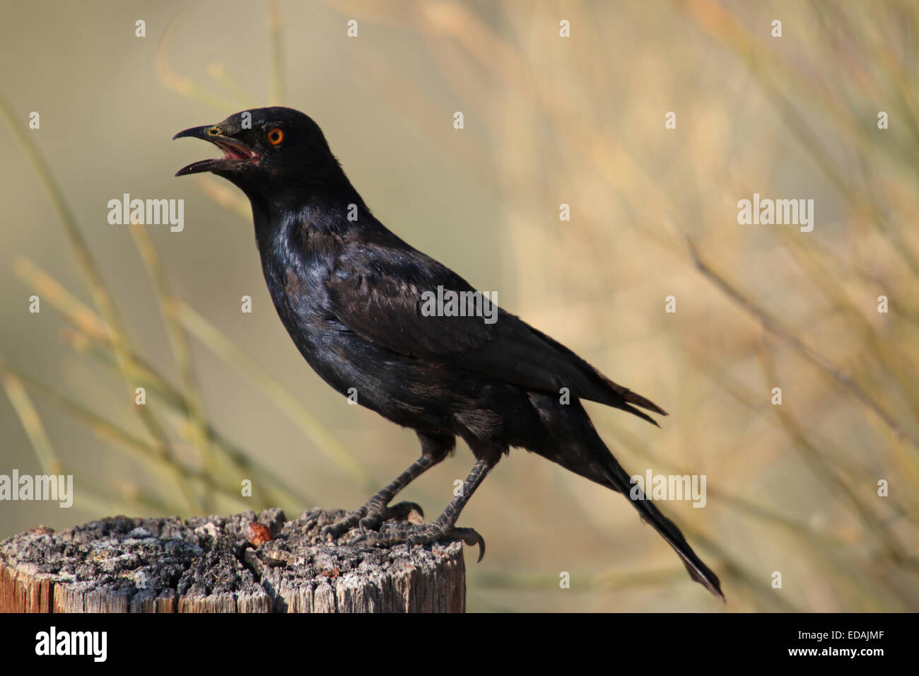Pale- winged starling Onychognathus nabouroup Augrabies Falls National ...