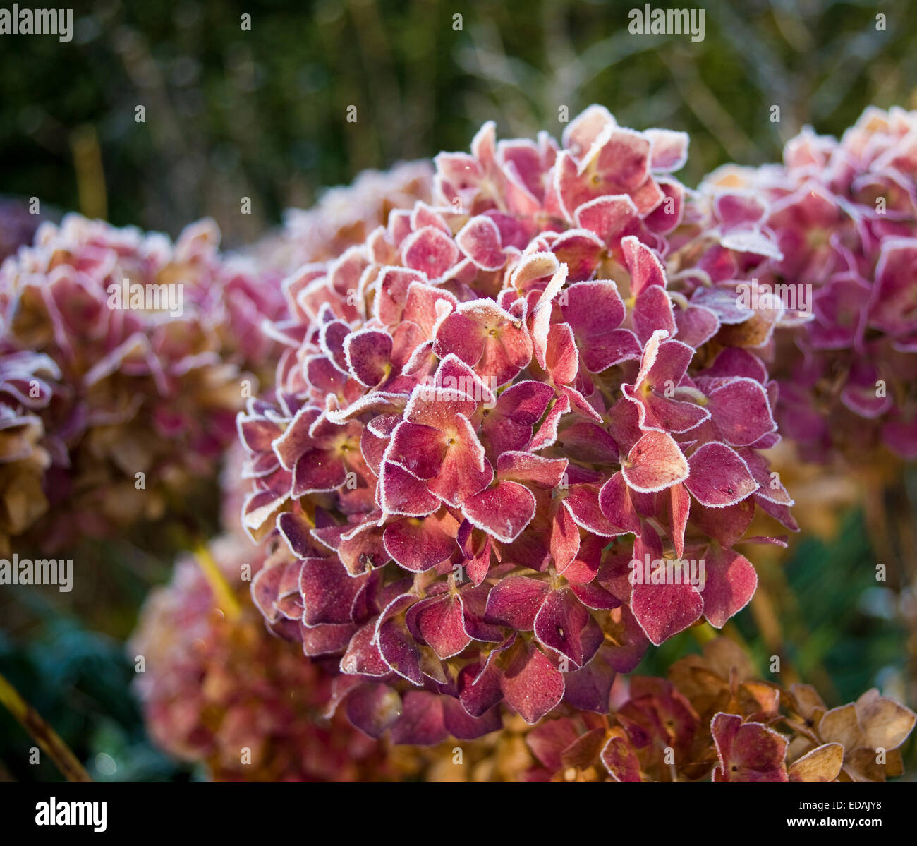 Red hydrangea hi-res stock photography and images - Alamy