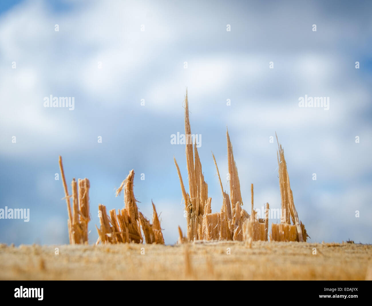 Wood Splinters Stock Photo - Alamy