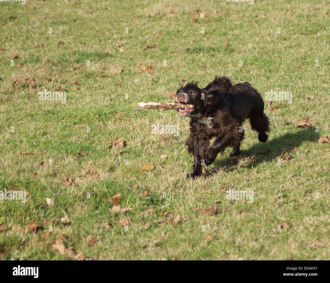 Working cocker spaniel playing Stock Photo - Alamy