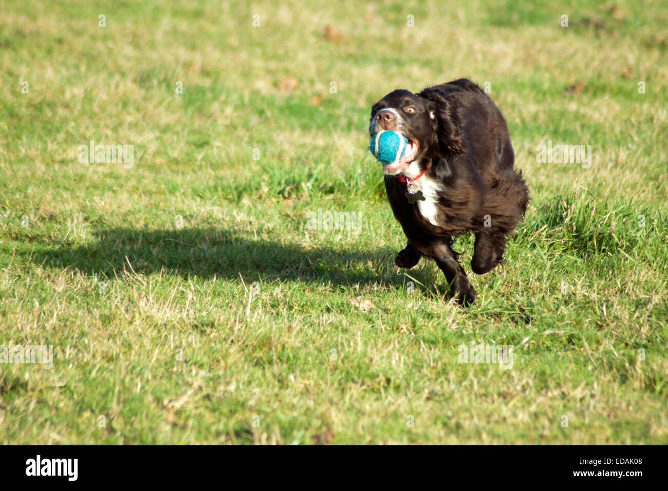 Working cocker spaniel playing Stock Photo - Alamy