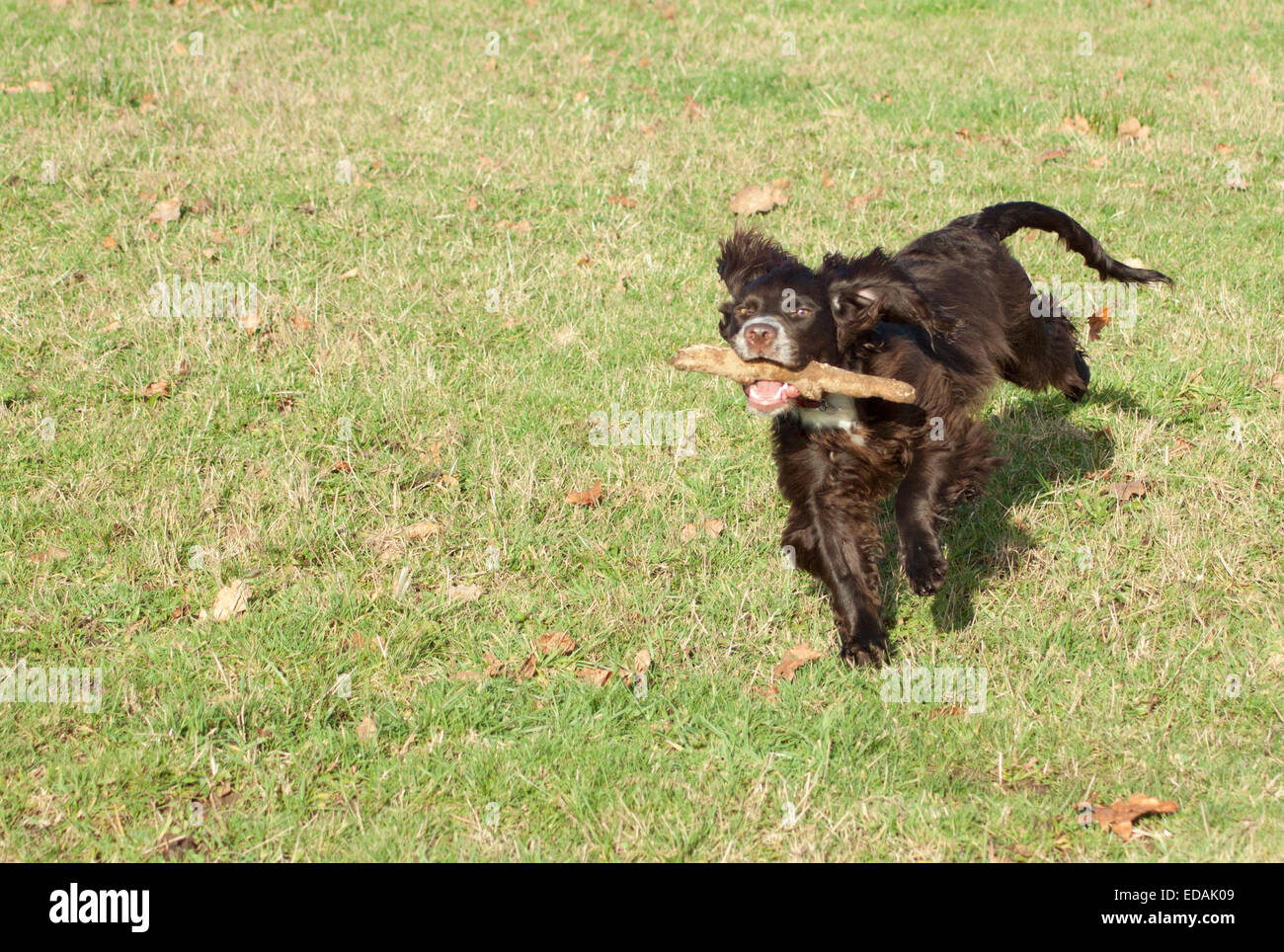 Working cocker spaniel playing Stock Photo - Alamy