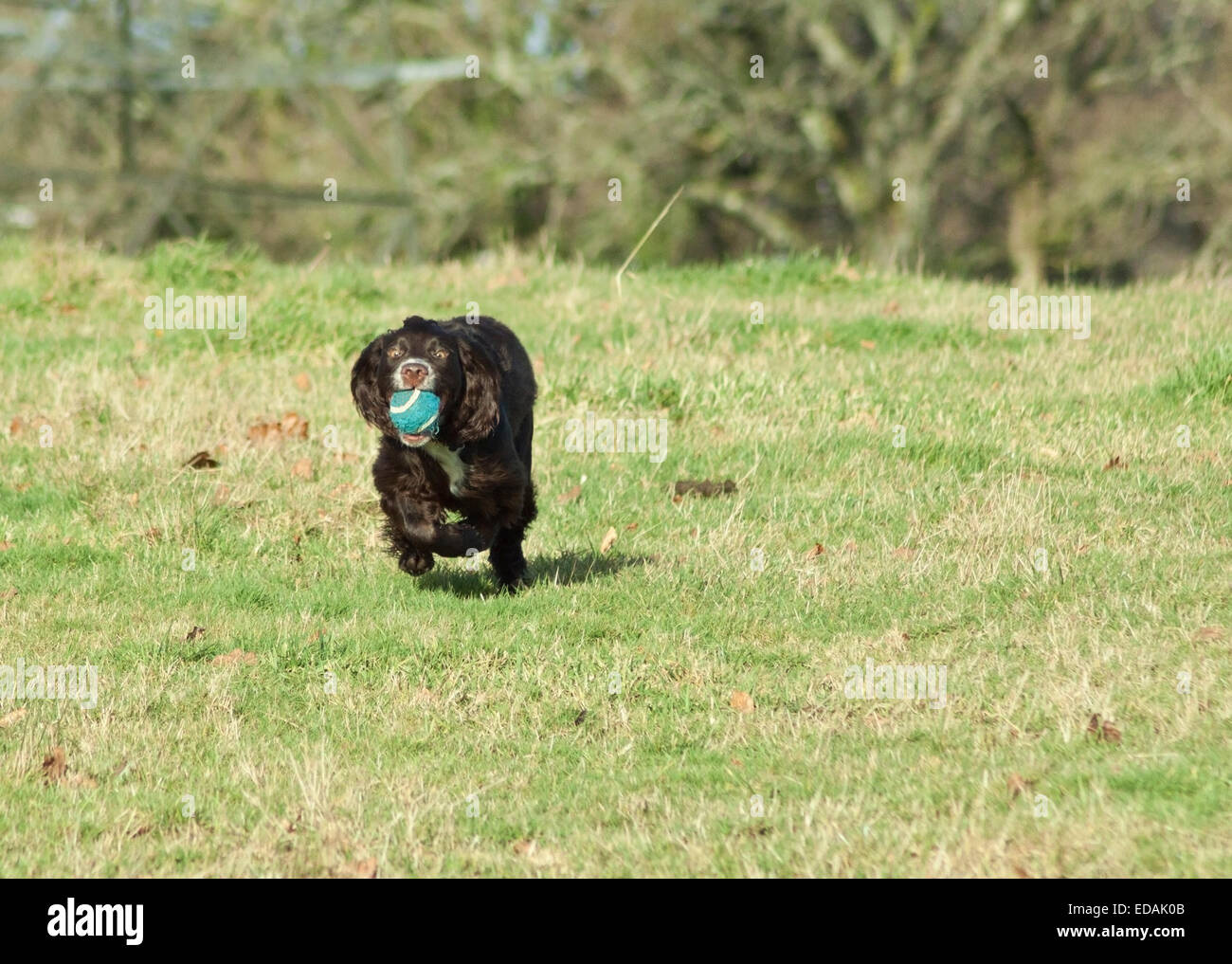 Working cocker spaniel playing Stock Photo - Alamy