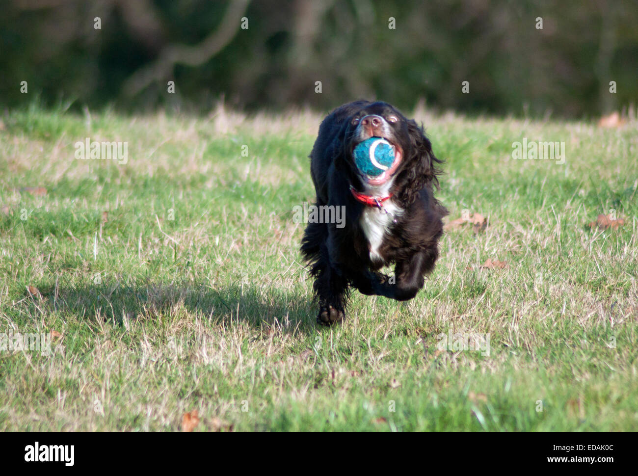 Working cocker spaniel playing Stock Photo - Alamy