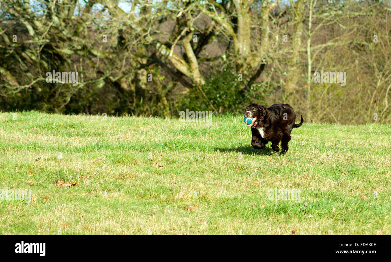 Working cocker hi-res stock photography and images - Alamy