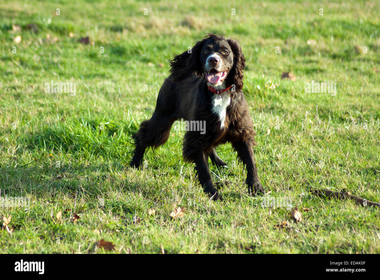 Working cocker spaniel playing Stock Photo - Alamy