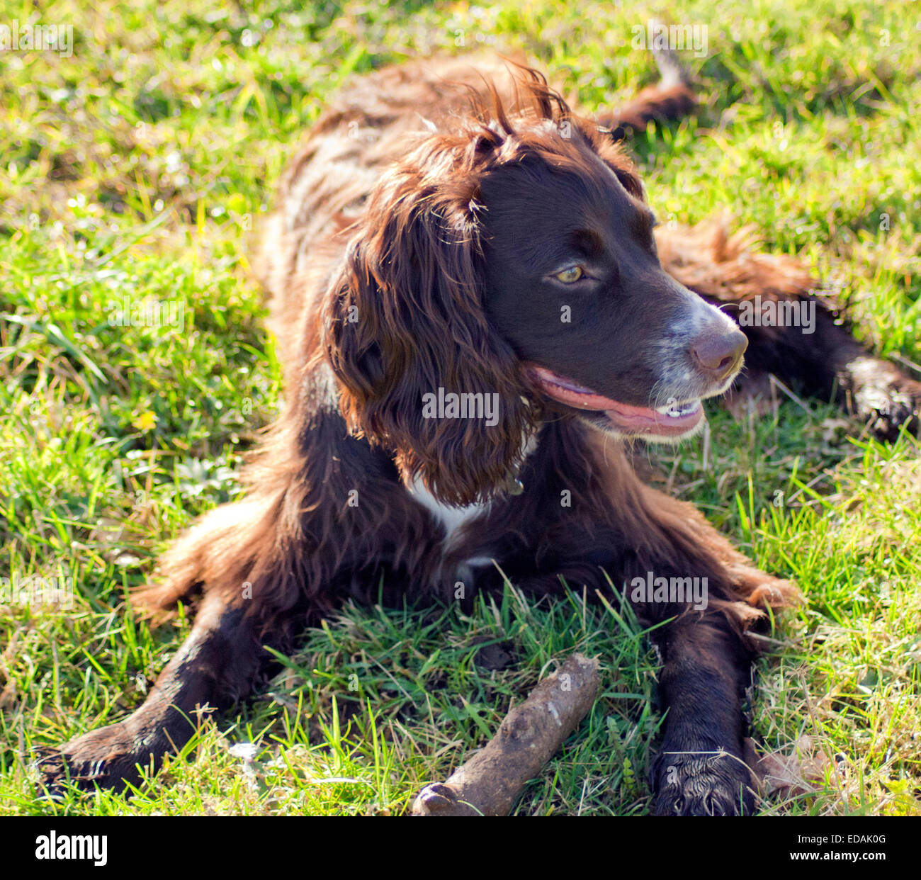 Liver spaniel hi-res stock photography and images - Alamy