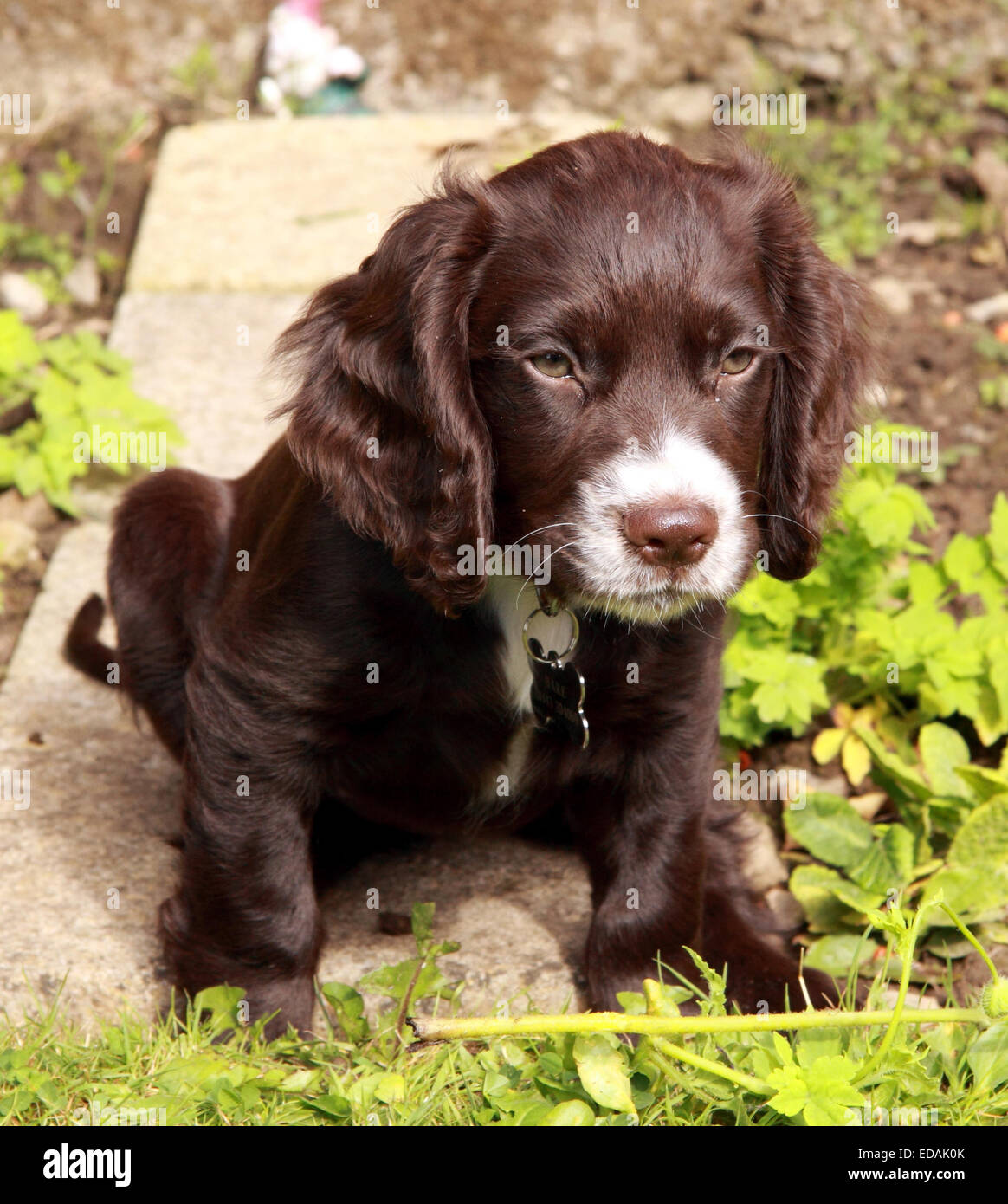 Working cocker spaniels hi-res stock photography and images - Alamy