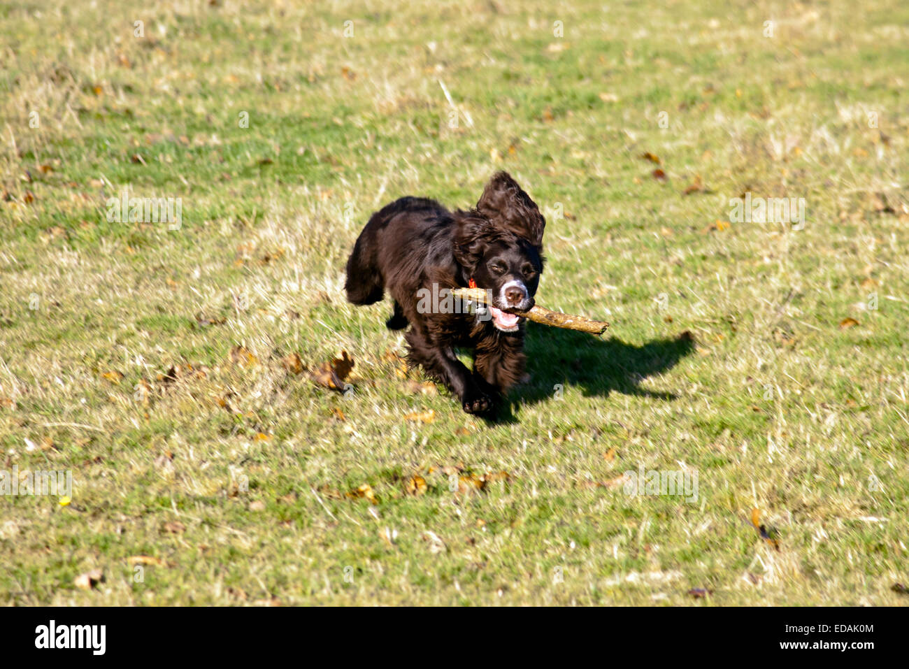 Working cocker spaniel hi-res stock photography and images - Alamy