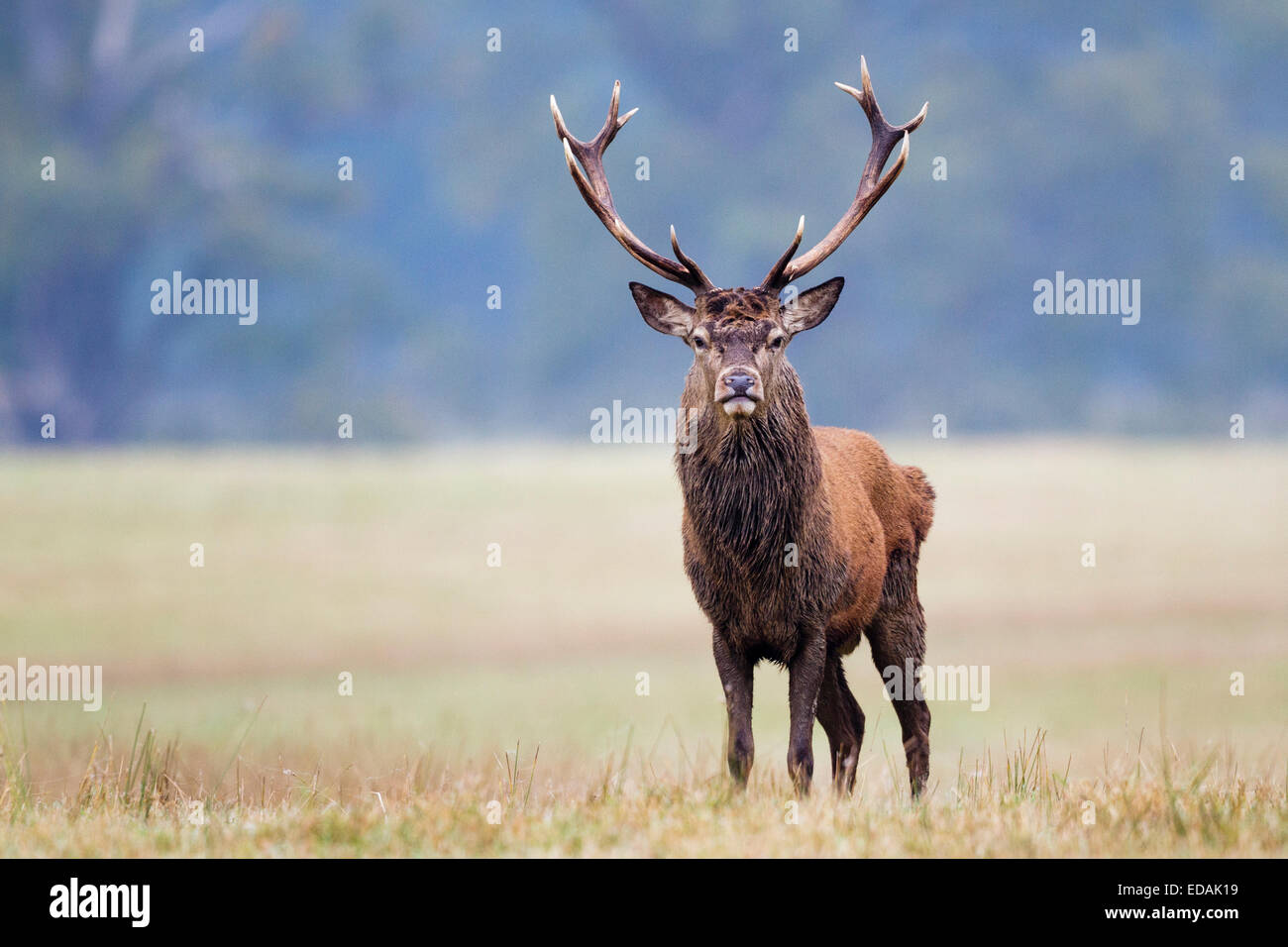 Red deer stag portrait (cervus elaphus) Windsor Great Park, Berkshire ...