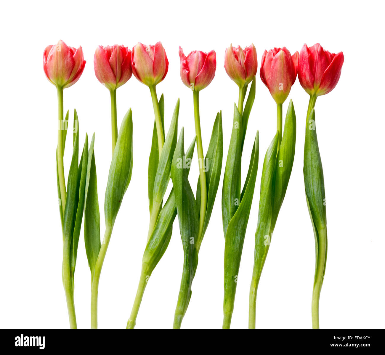 Double spring Cut Out Stock Images & Pictures - Alamy