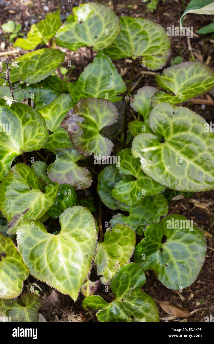 Glossy foliage of the hardy evergreen woodland plant, Beesia ...