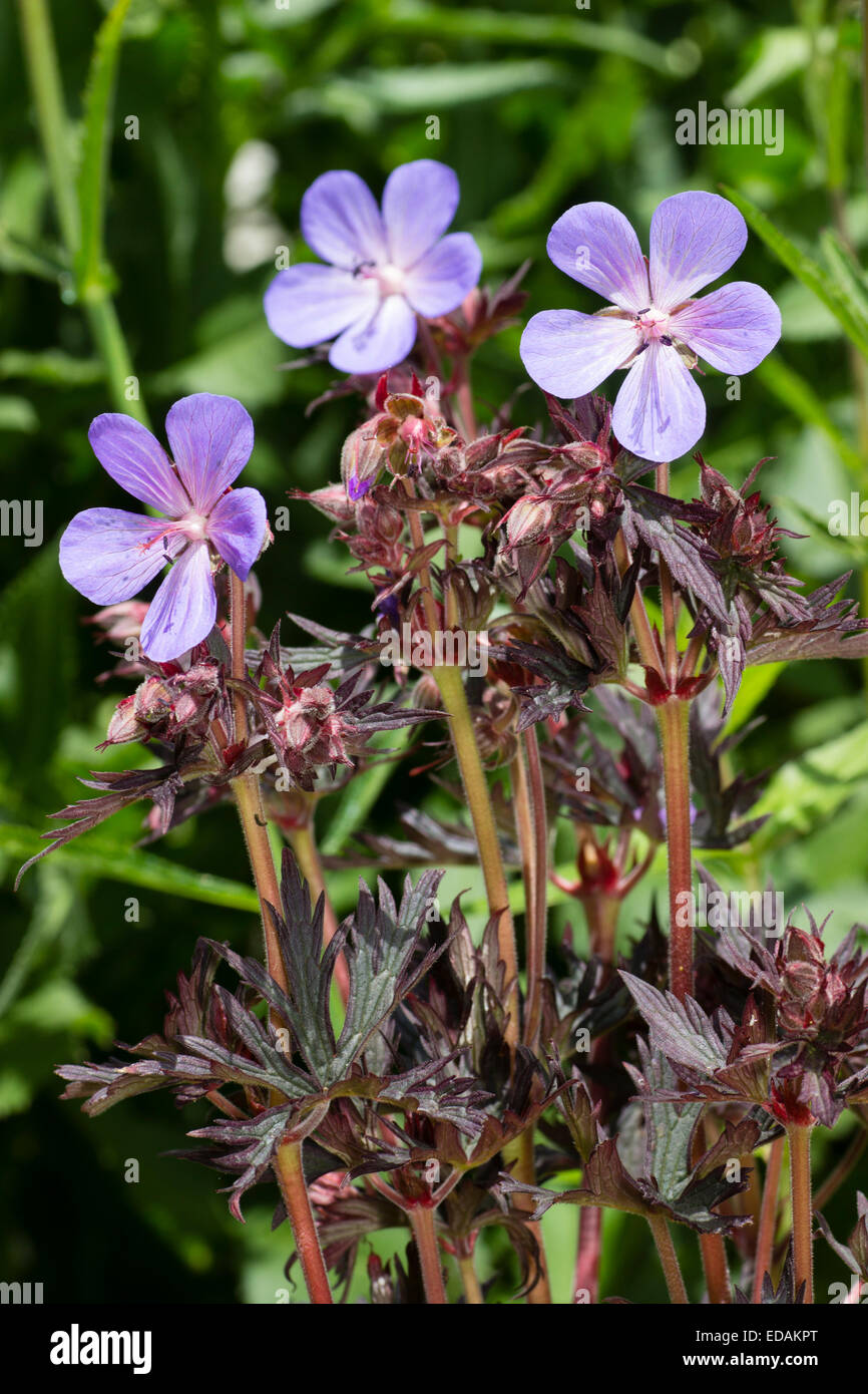 Pale blue cranesbill flowers float above the dark purple foliage of ...