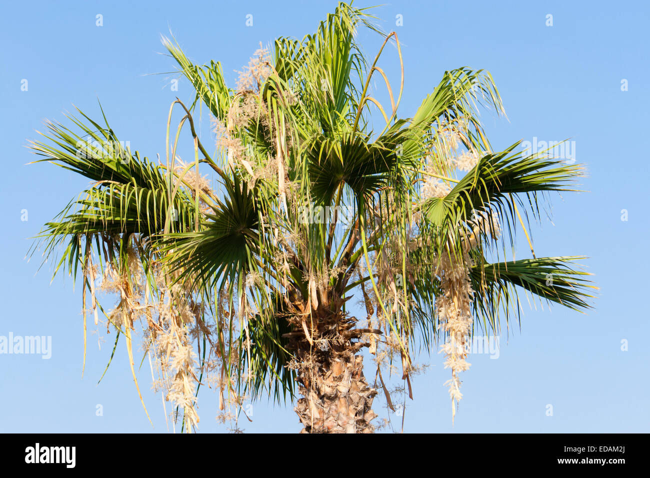 Desert fan palm, Washingtonia filifera, in flower in a Cyprus garden ...
