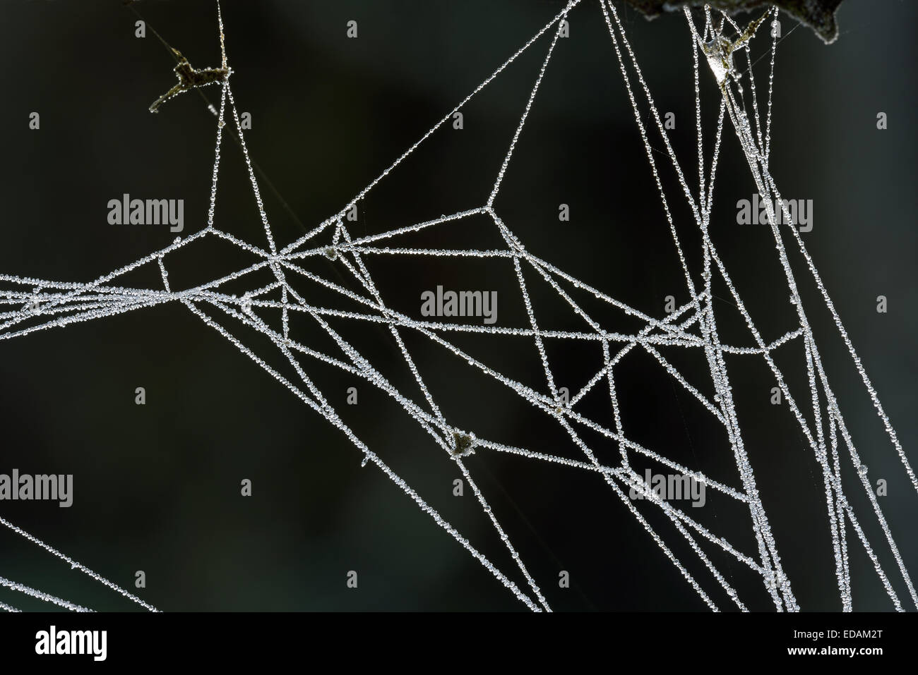 Ice crystals frozen on e spider web in close up Stock Photo - Alamy