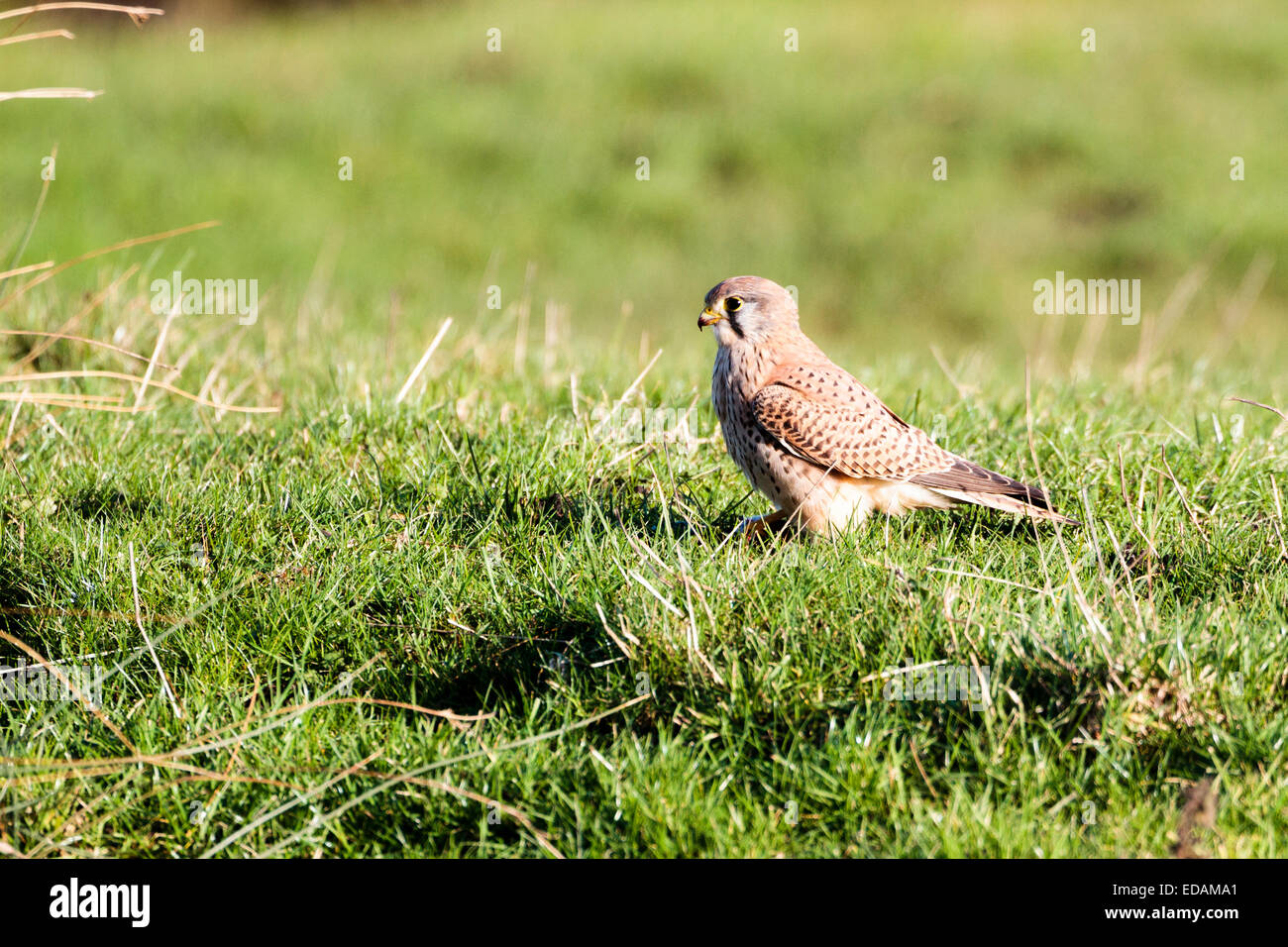 Common kestrel uk hi-res stock photography and images - Alamy