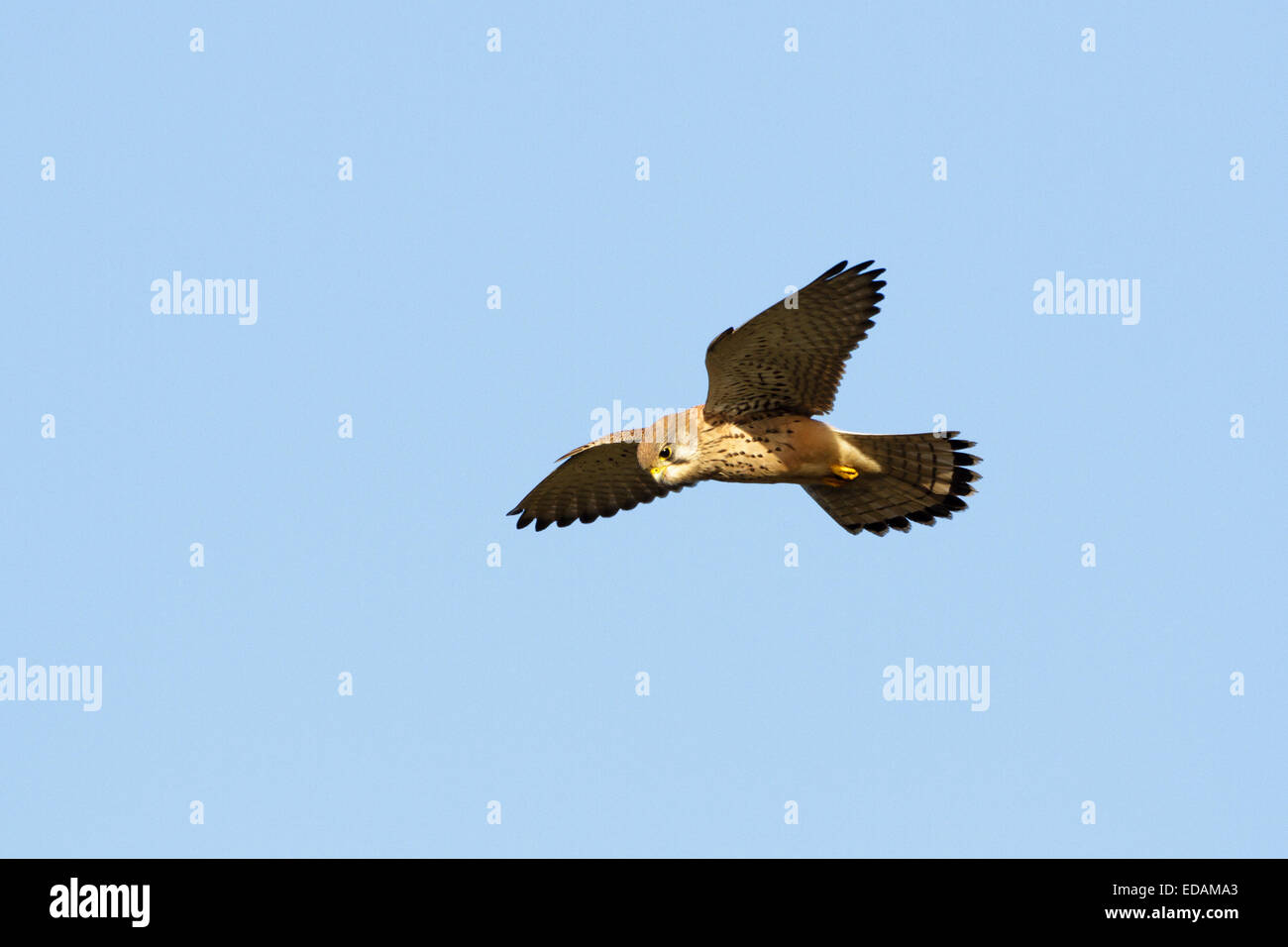 Flying kestrel hi-res stock photography and images - Alamy