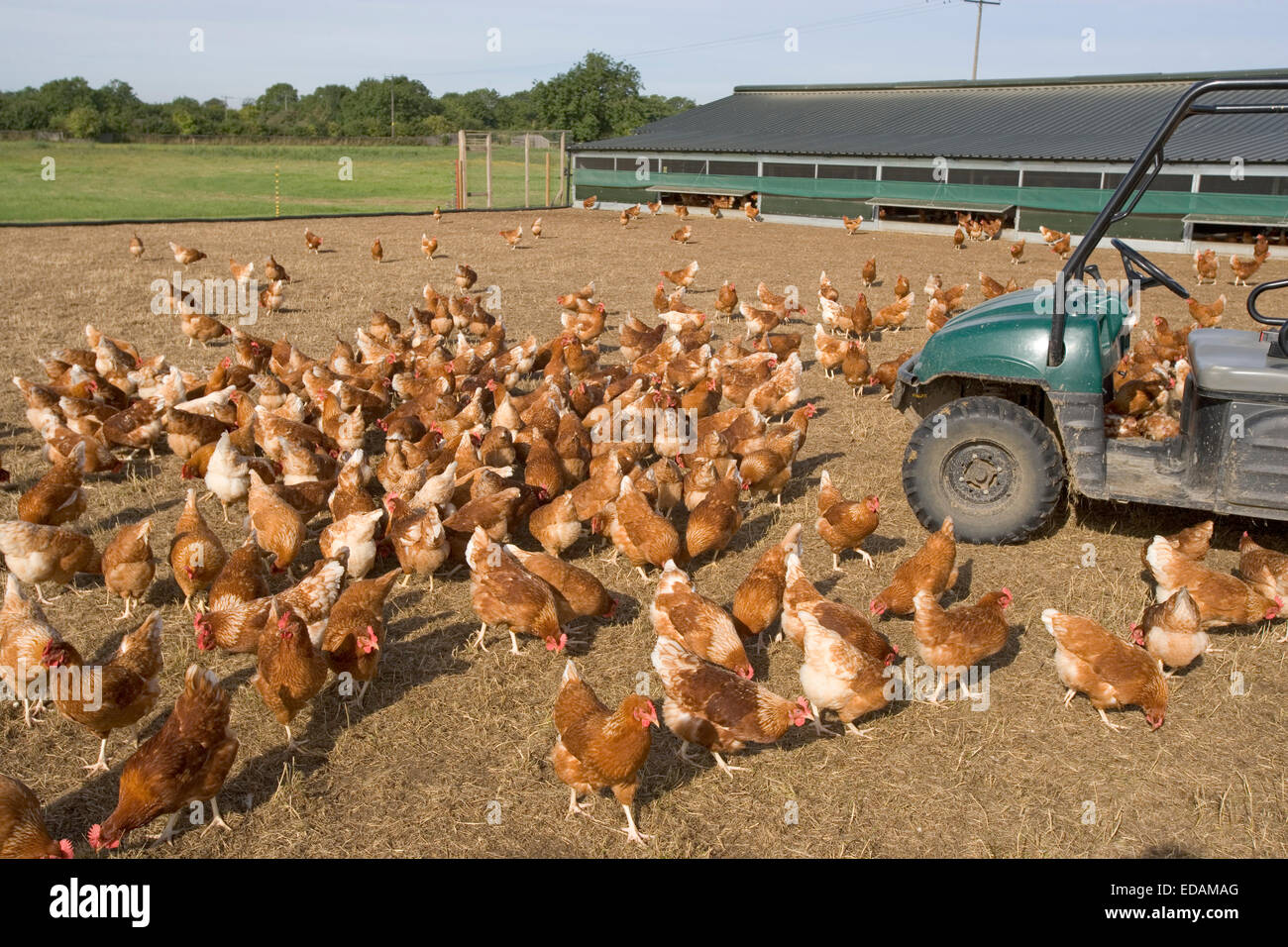 Organic free range hens Stock Photo - Alamy