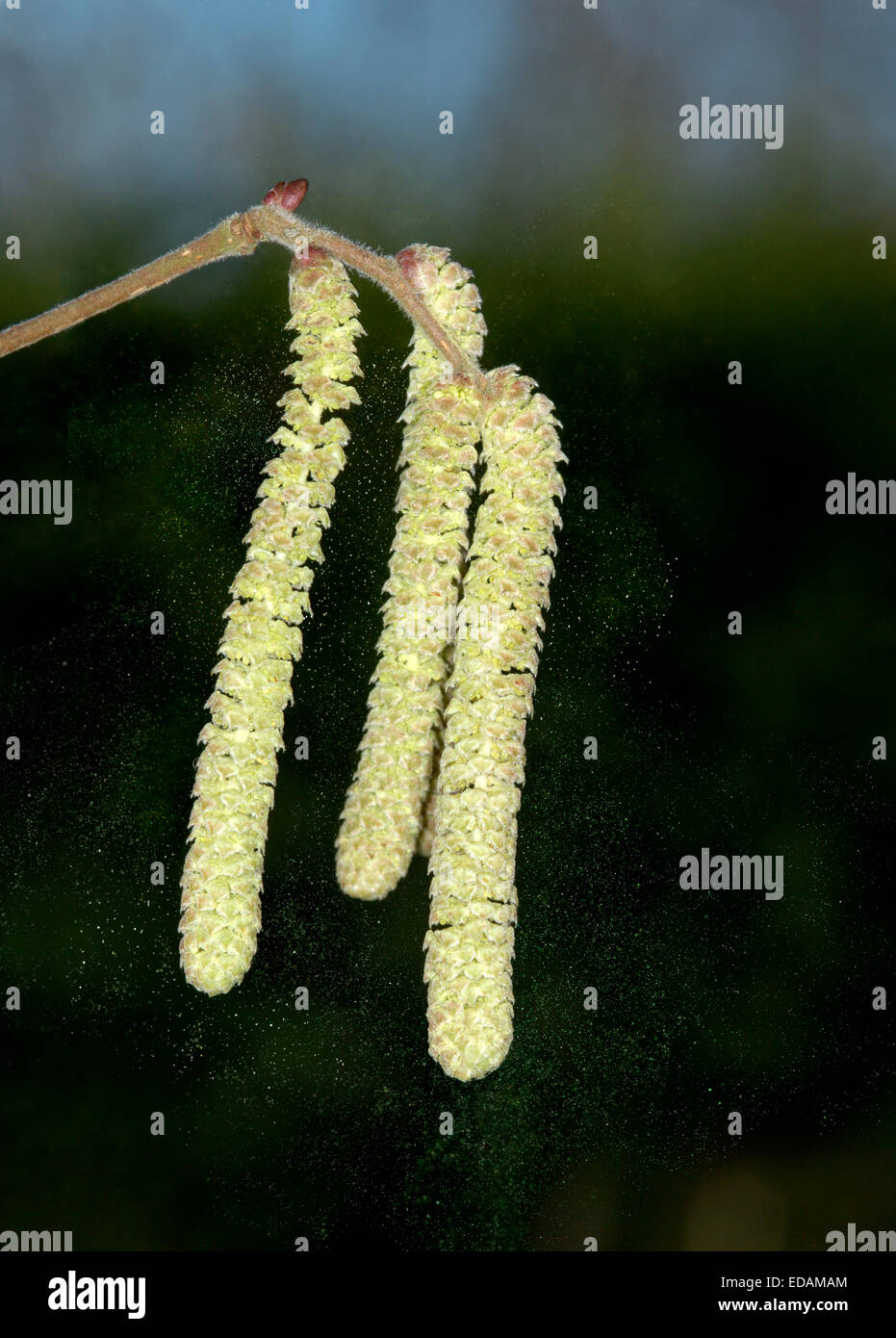 Hazel Corylus avellana Betulaceae - catkins releasing pollen Stock ...