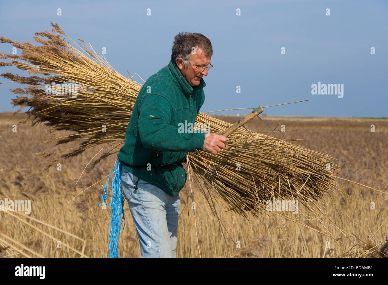 Reed cutting norfolk reeds hi-res stock photography and images - Alamy