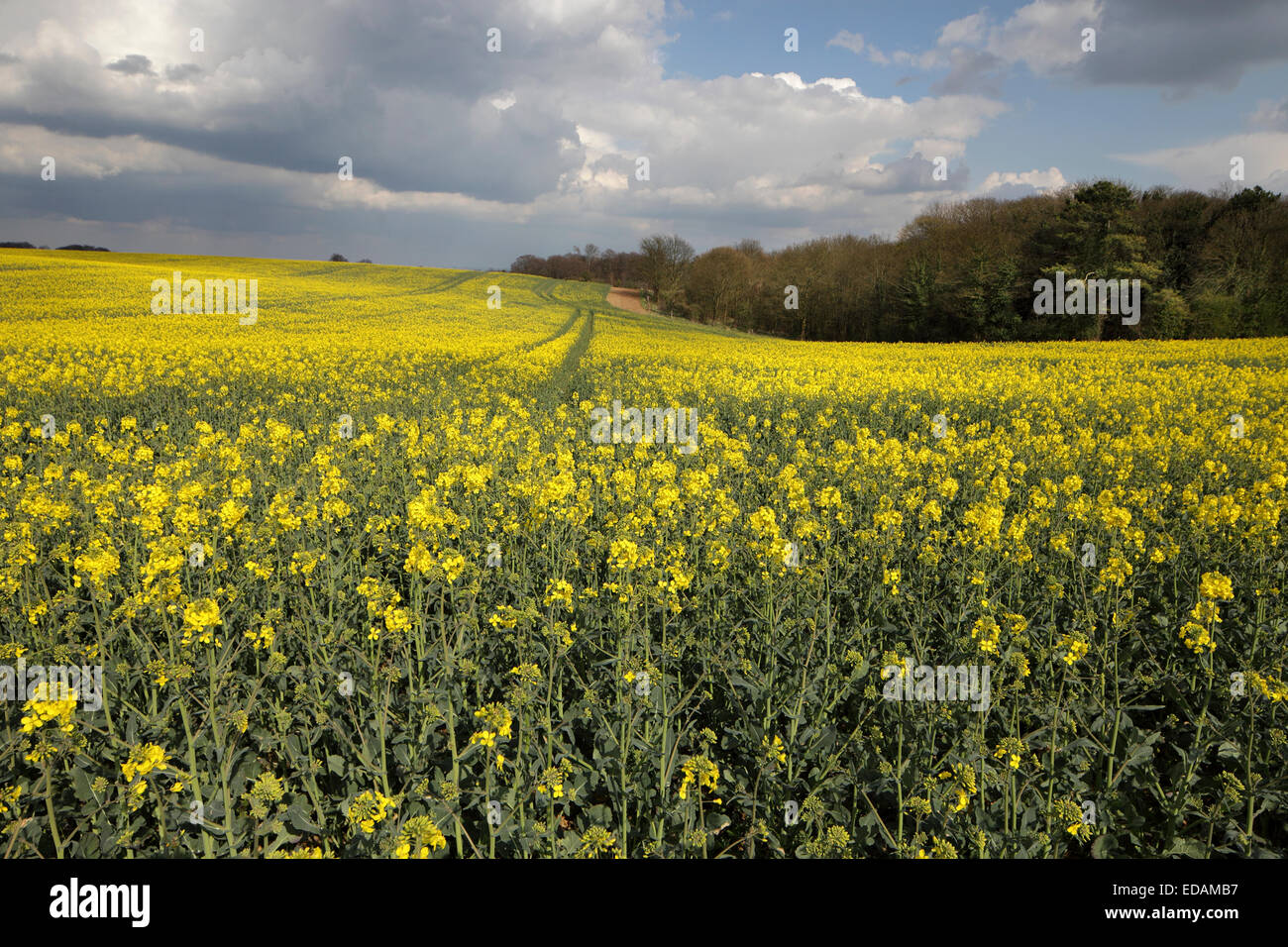 Oilseed Rape crop Stock Photo - Alamy