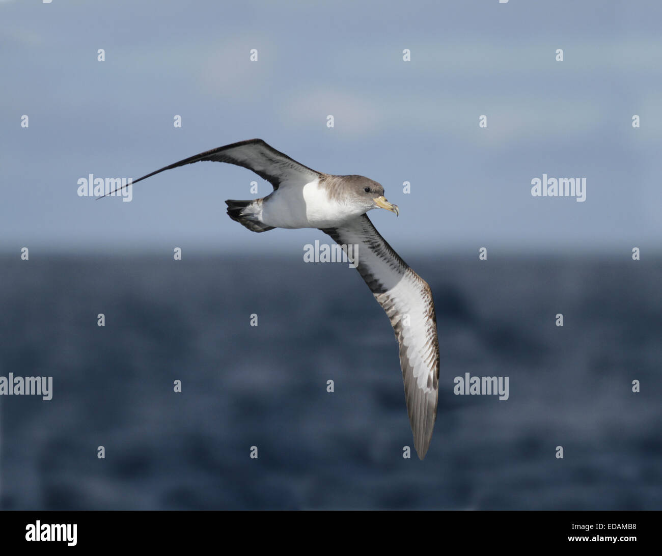 Cory’s Shearwater - Calonectris diomedea Stock Photo - Alamy