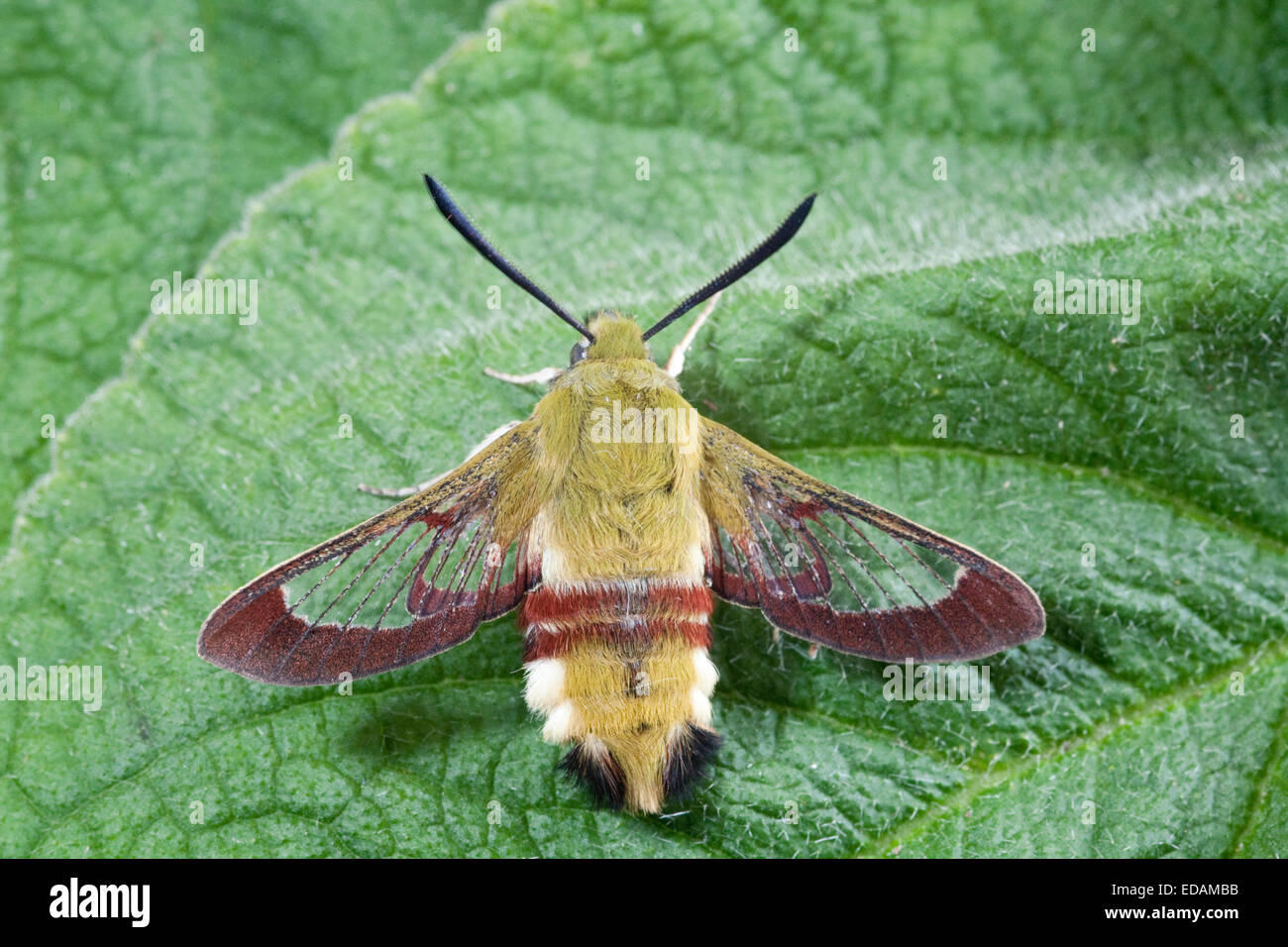 Broad-bordered Bee Hawk-moth - Hemaris fuciformis Stock Photo - Alamy