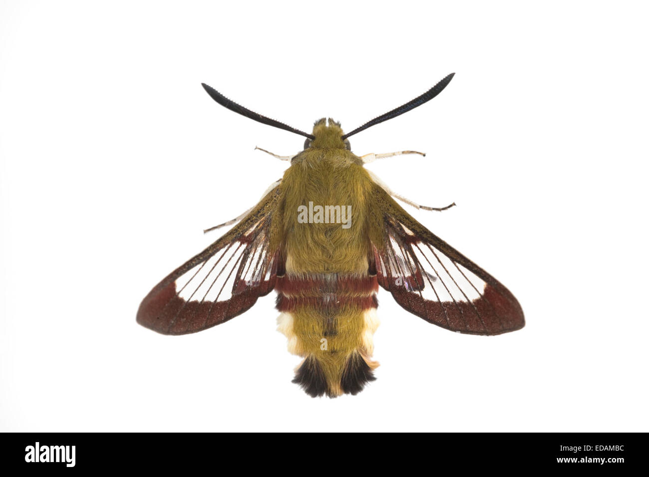 Broad bordered bee hawk moth hi-res stock photography and images - Alamy
