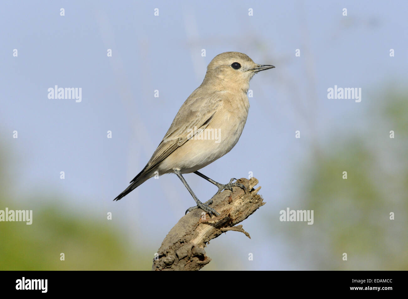 Isabelline Wheatear - Oenanthe isabellina Stock Photo - Alamy