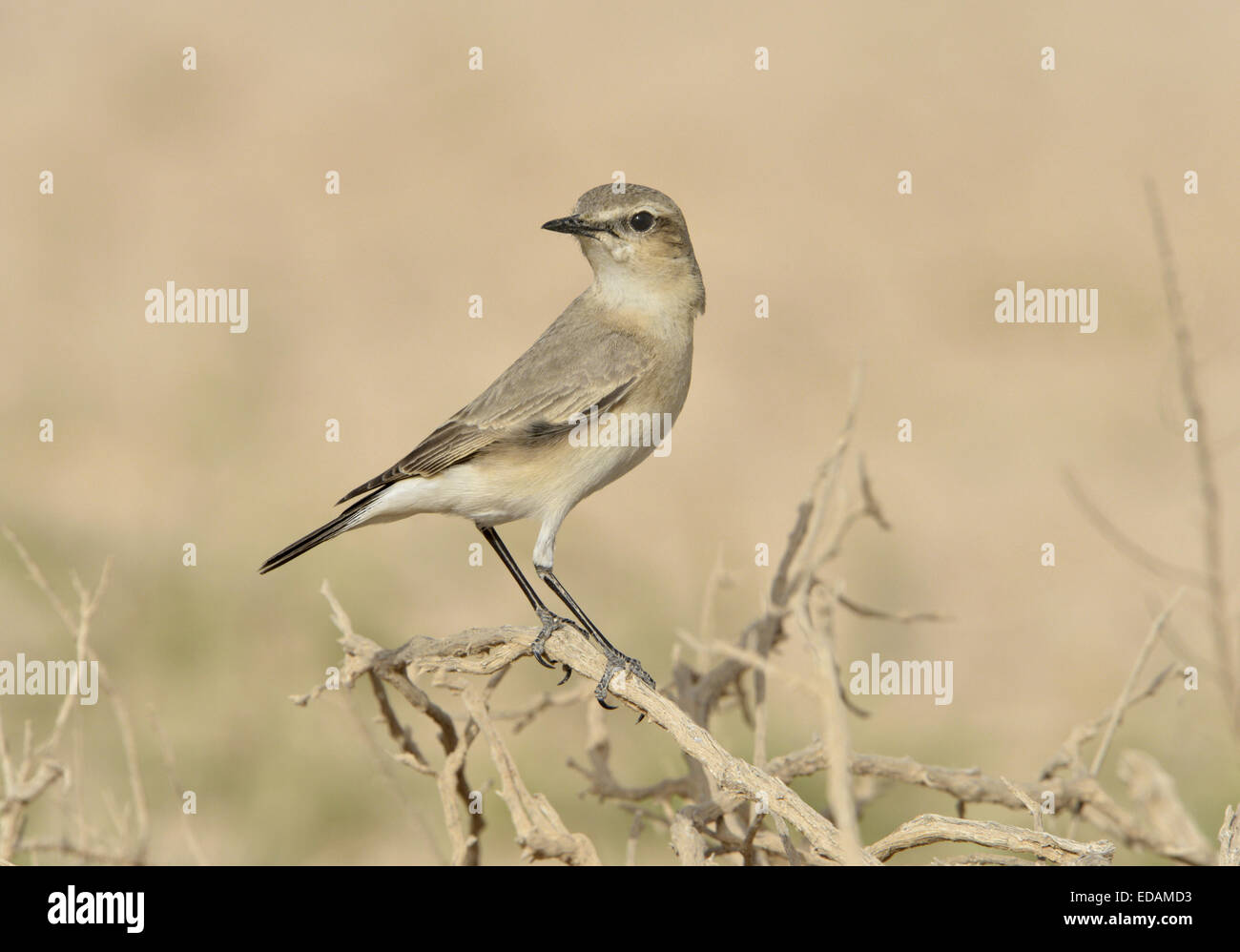 Isabelline Wheatear - Oenanthe isabellina Stock Photo - Alamy