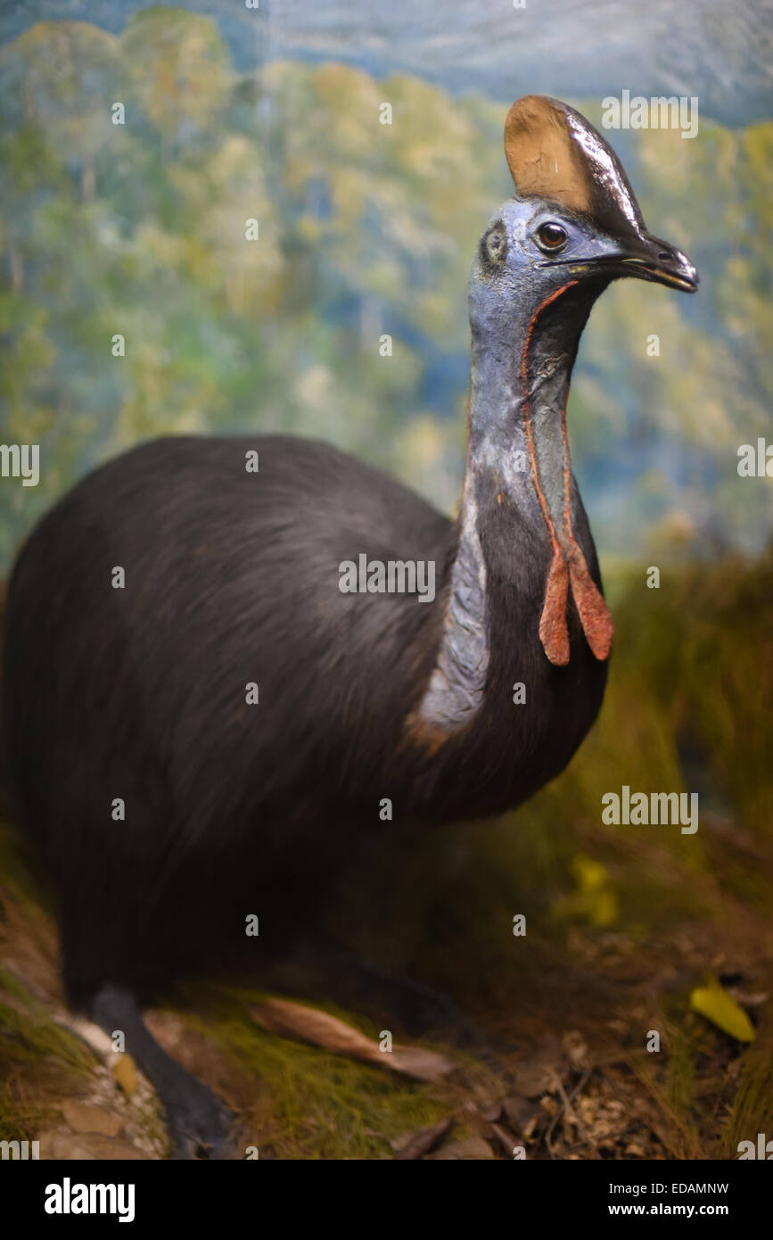 Zoology hi-res stock photography and images - Alamy