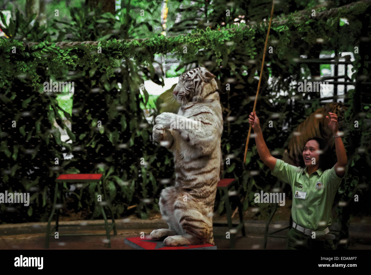 White bengal tiger in circus Stock Photo - Alamy