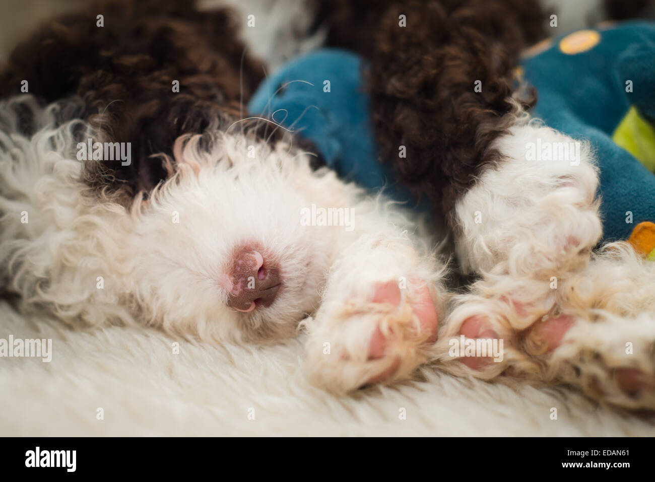 Puppy poodle toy hi-res stock photography and images - Alamy