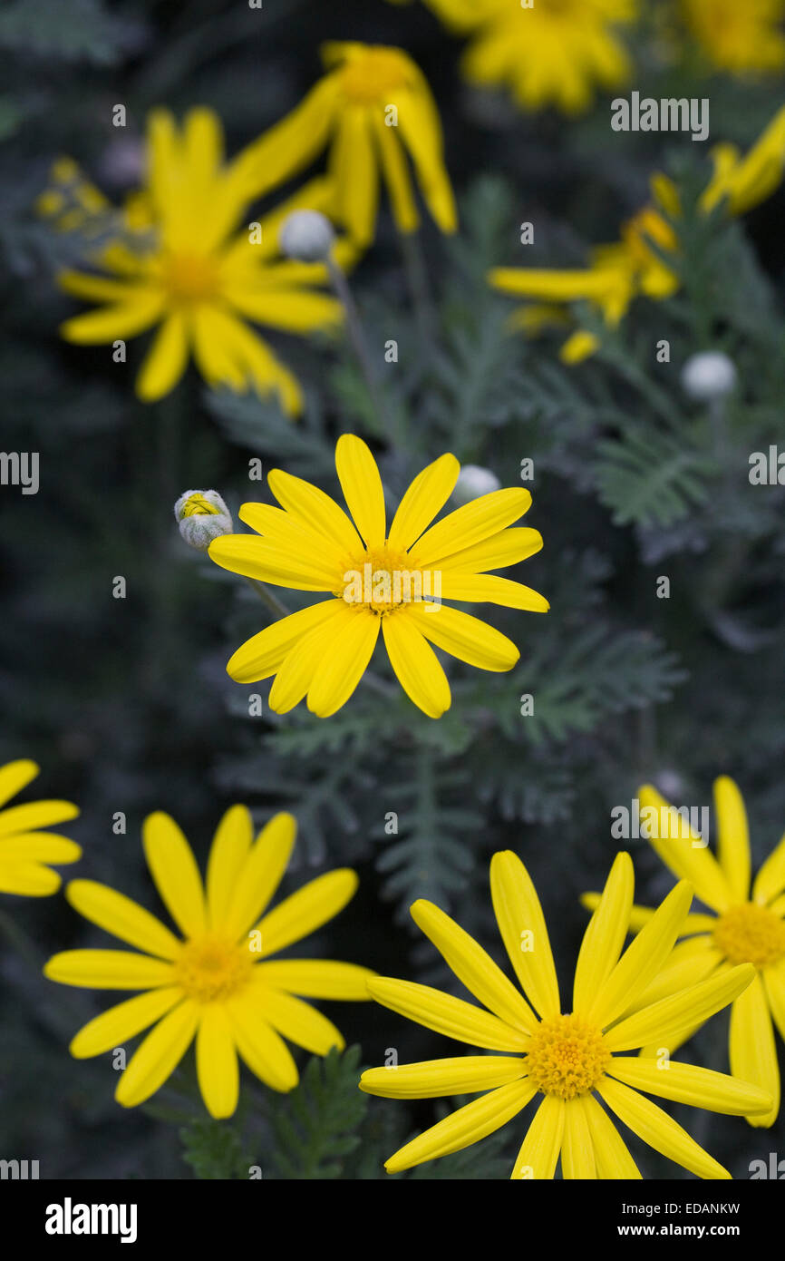 Euryops pectinatus growing in a protected environment Stock Photo - Alamy