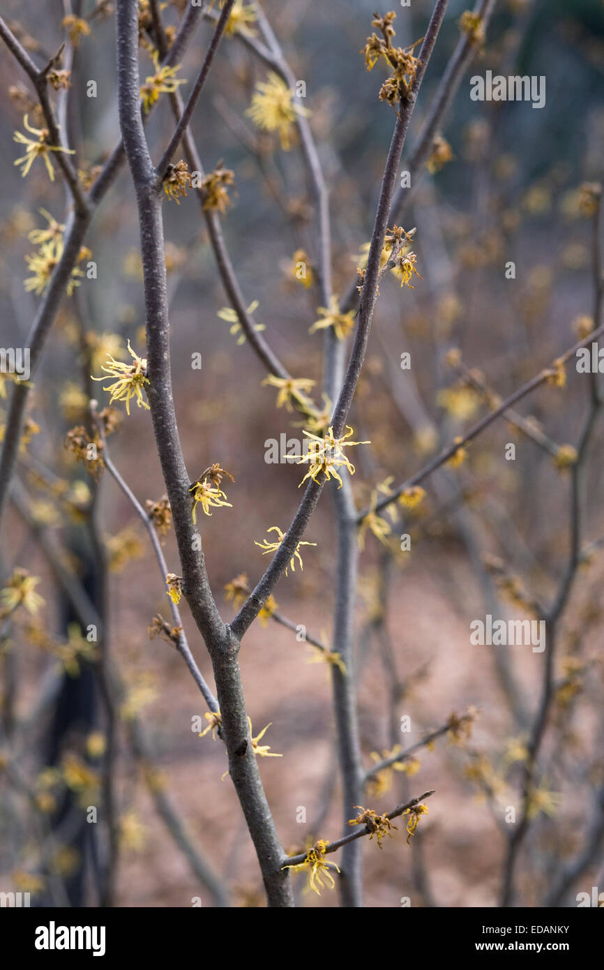 Hamamelis shrub flowering in Winter. Witch hazel flowers Stock Photo ...