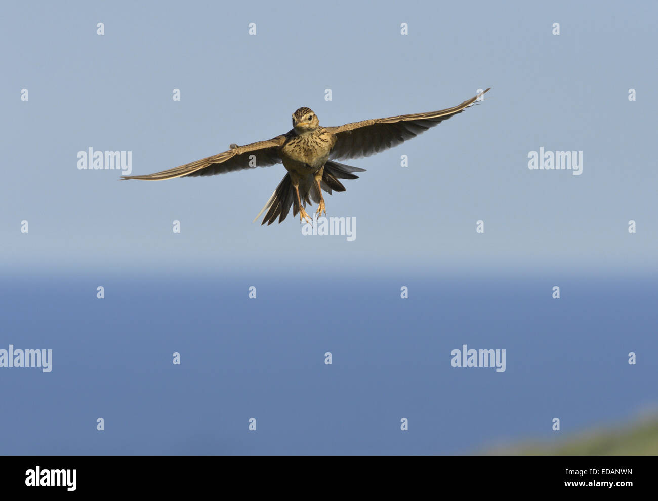 Skylark flying hi-res stock photography and images - Alamy