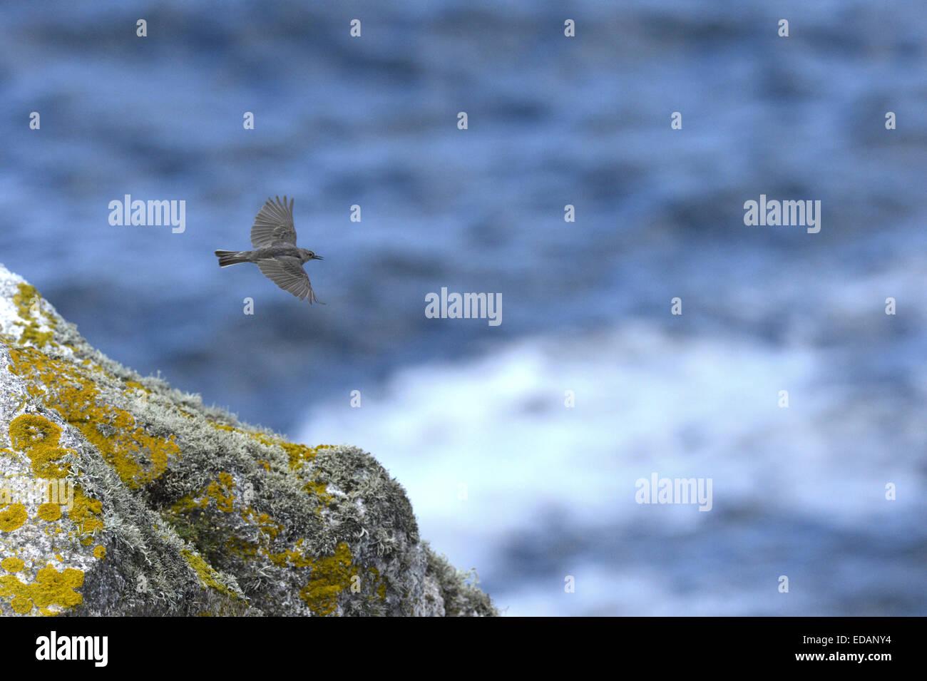 Rock Pipit - Anthus petrosus Stock Photo - Alamy