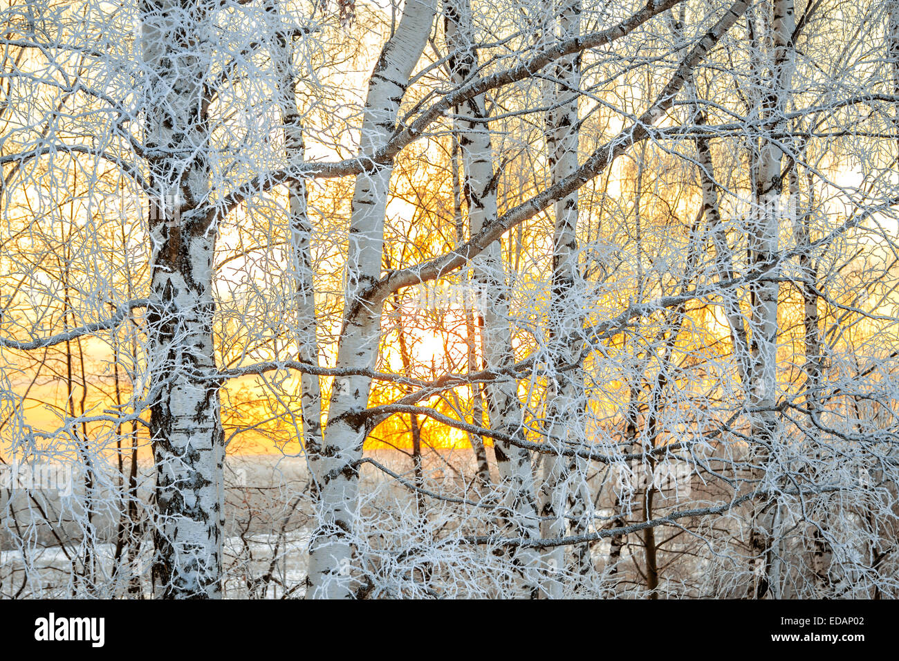 the winter landscape with a sunset in the forest, the sun shines ...