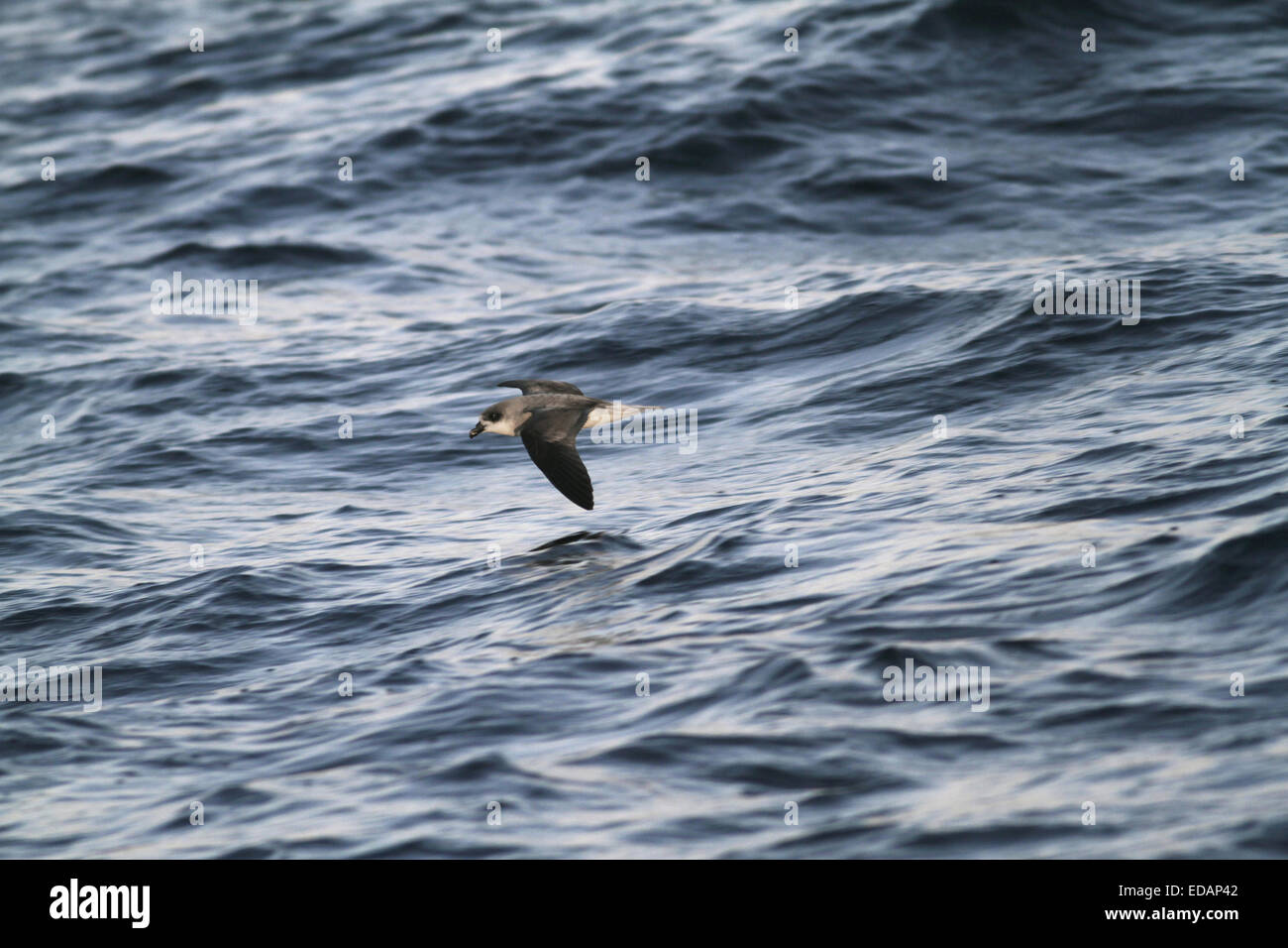 Fea's Petrel - Pterodroma feae Stock Photo - Alamy