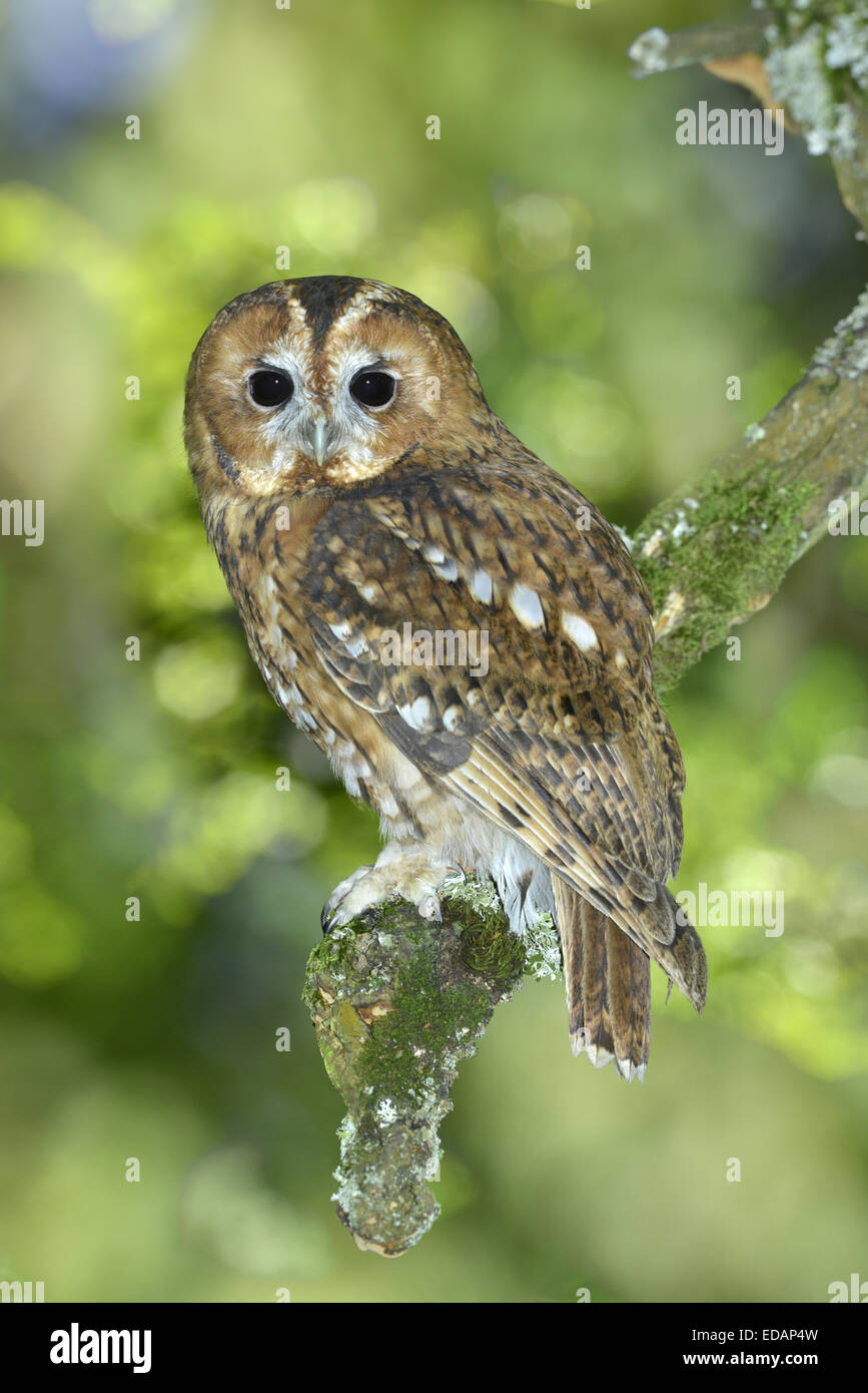 Tawny Owl - Strix aluco Stock Photo - Alamy