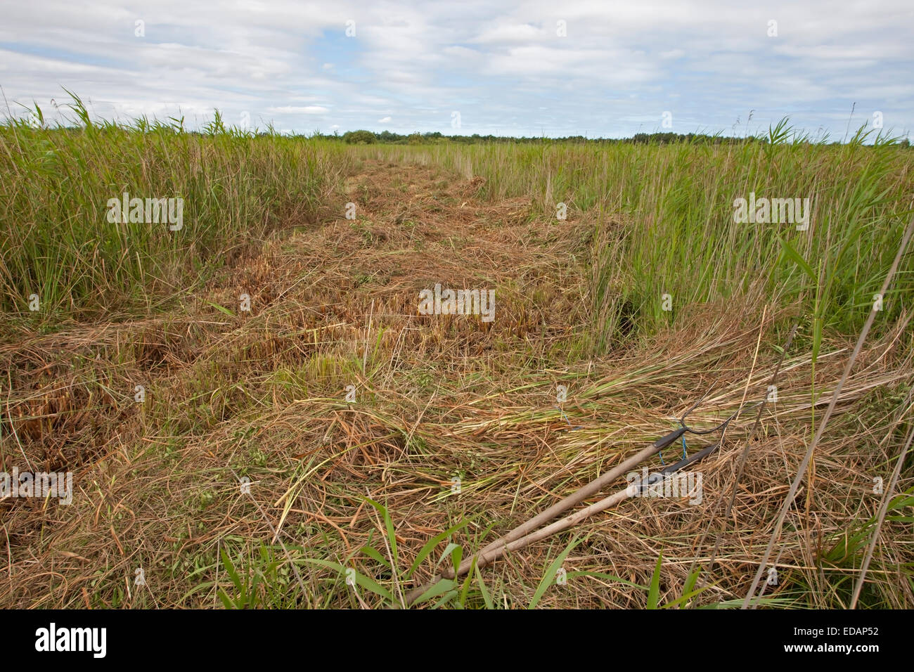 Sedge cutting on Sutton Fen RSPB Reserve, Norfolk, UK Stock Photo - Alamy